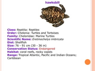 Biologi laut reptil | PPT