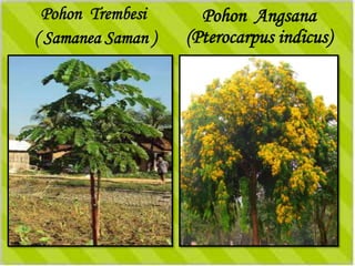 menanam pohon | PPTX
