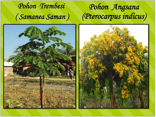 menanam pohon | PPTX