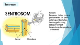 cell organelles for biology grade XI senior high school | PPT