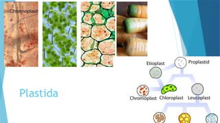 cell organelles for biology grade XI senior high school | PPT