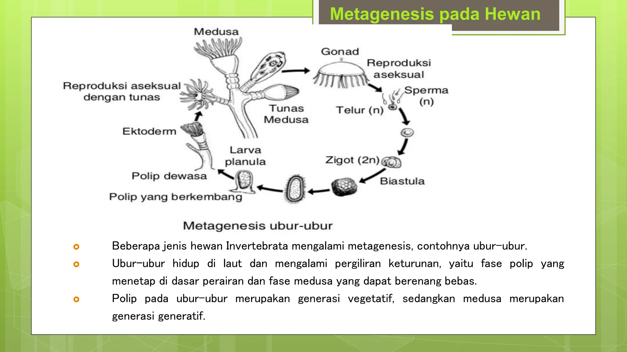 pertumbuhan dan perkembangan hewan biologi | PPT