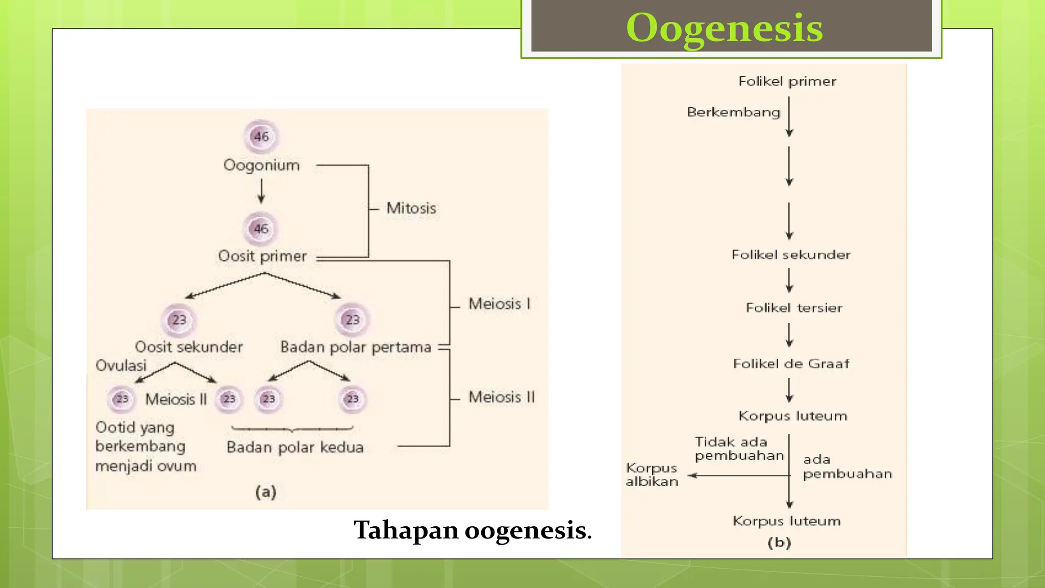 pertumbuhan dan perkembangan hewan biologi | PPT