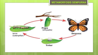 pertumbuhan dan perkembangan hewan biologi | PPT