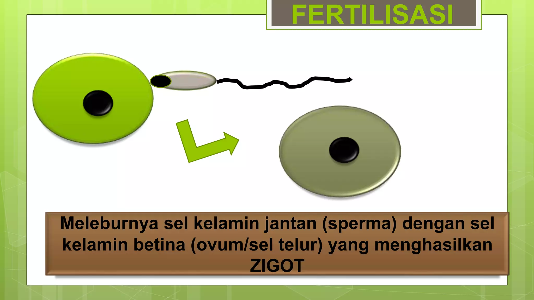 Perkembangan dan Pertumbuhan hewan.ppt