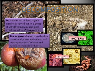 Biology form 5 useful microorganisms | PPT