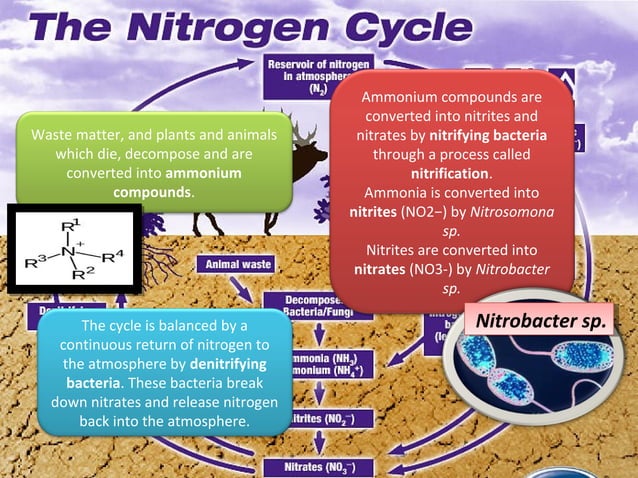 Biology form 5 useful microorganisms | PPT