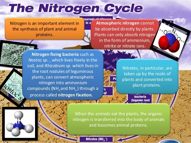 Useful Microorganisms Images
