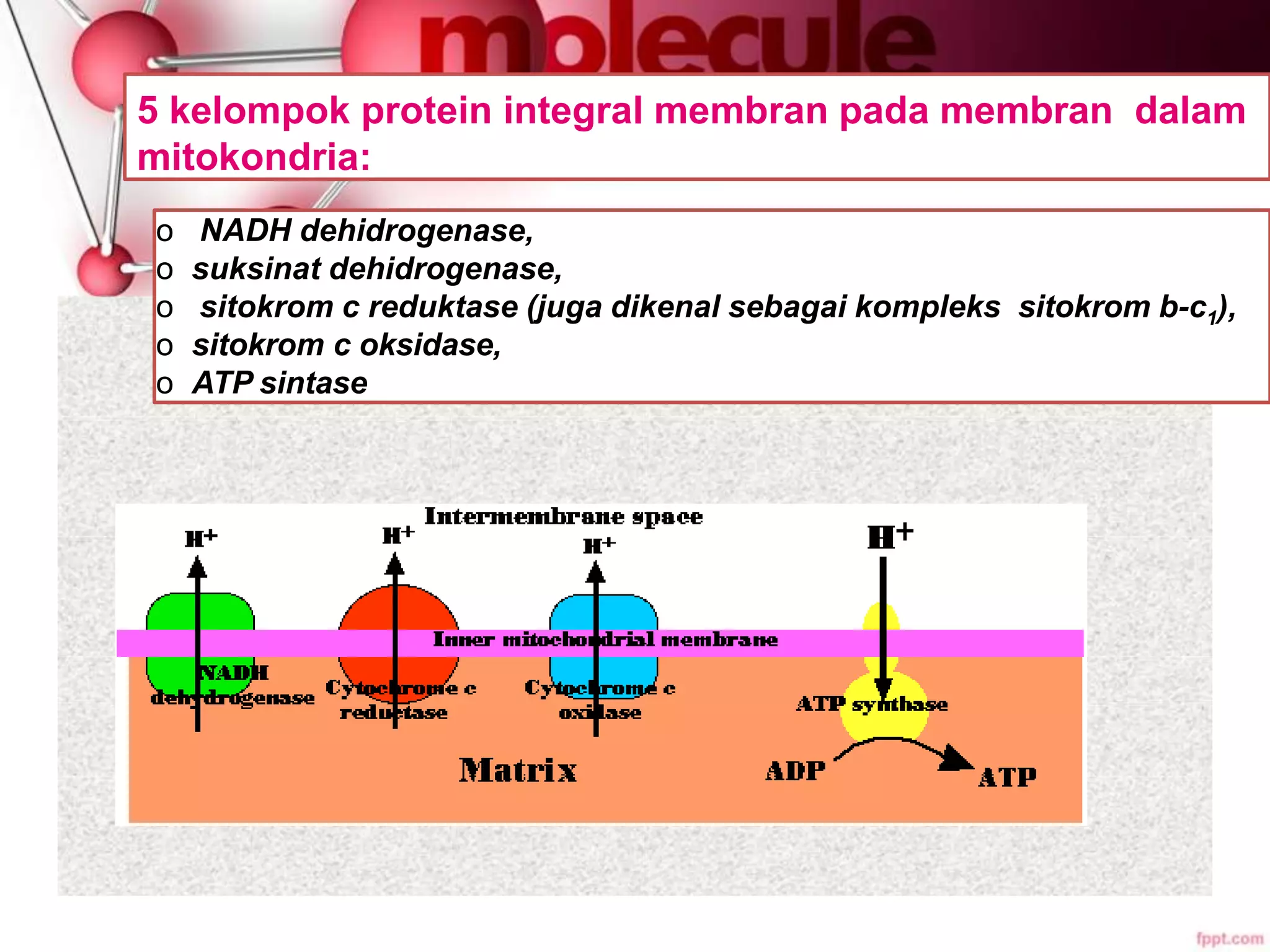 Biologi molekuler mitokondria | PPTX