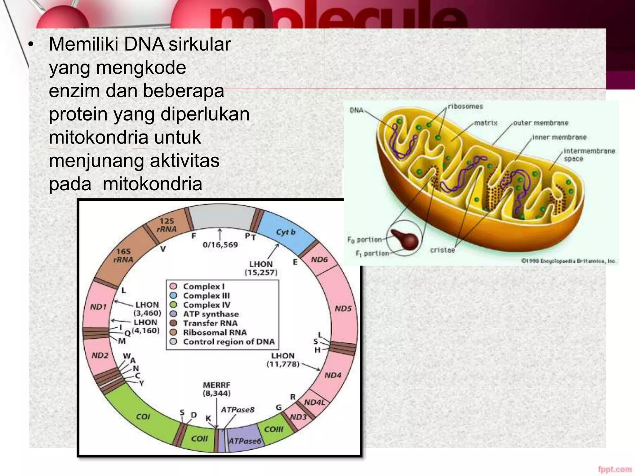 Biologi molekuler mitokondria | PPTX