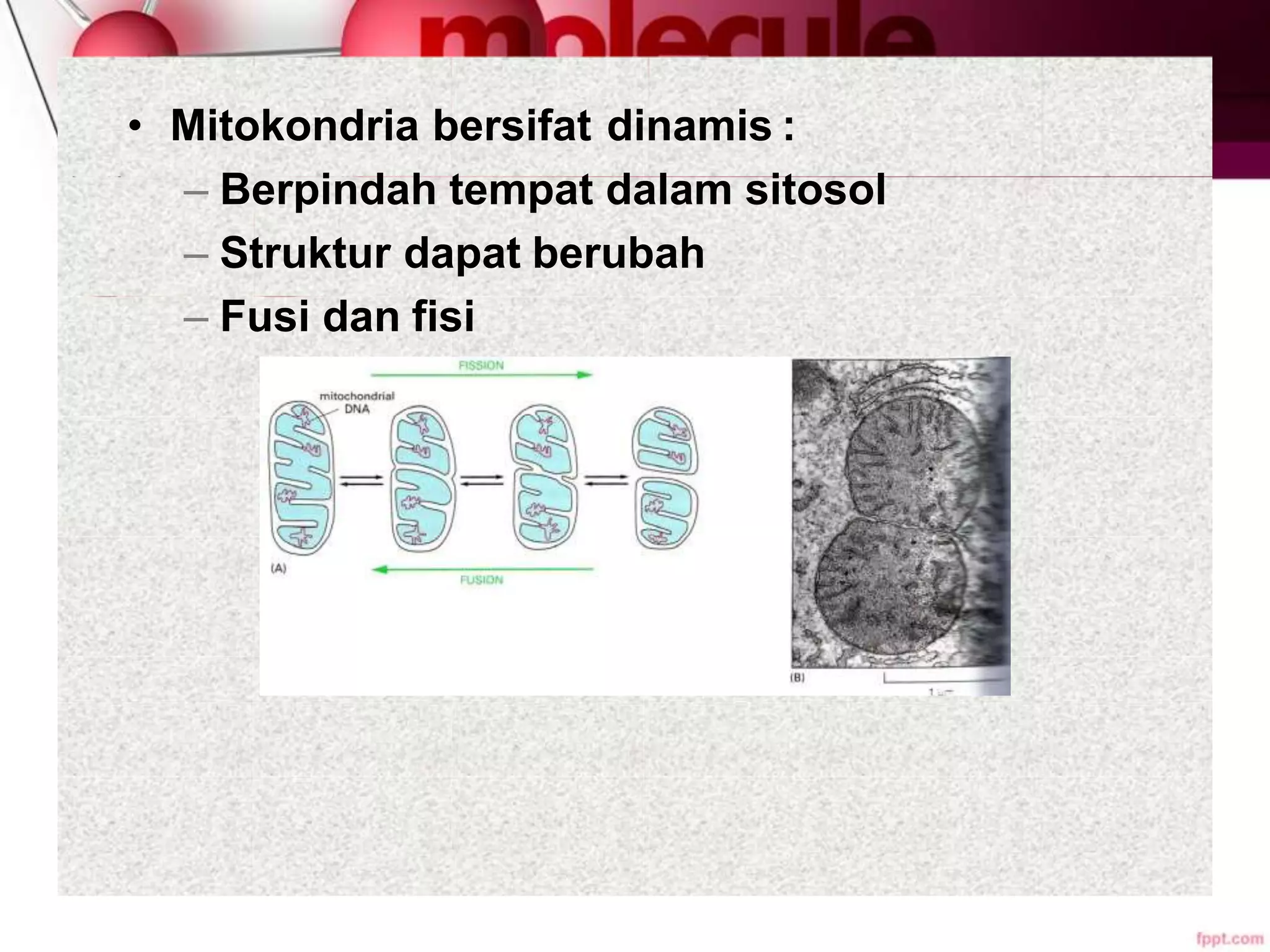 Biologi molekuler mitokondria | PPTX