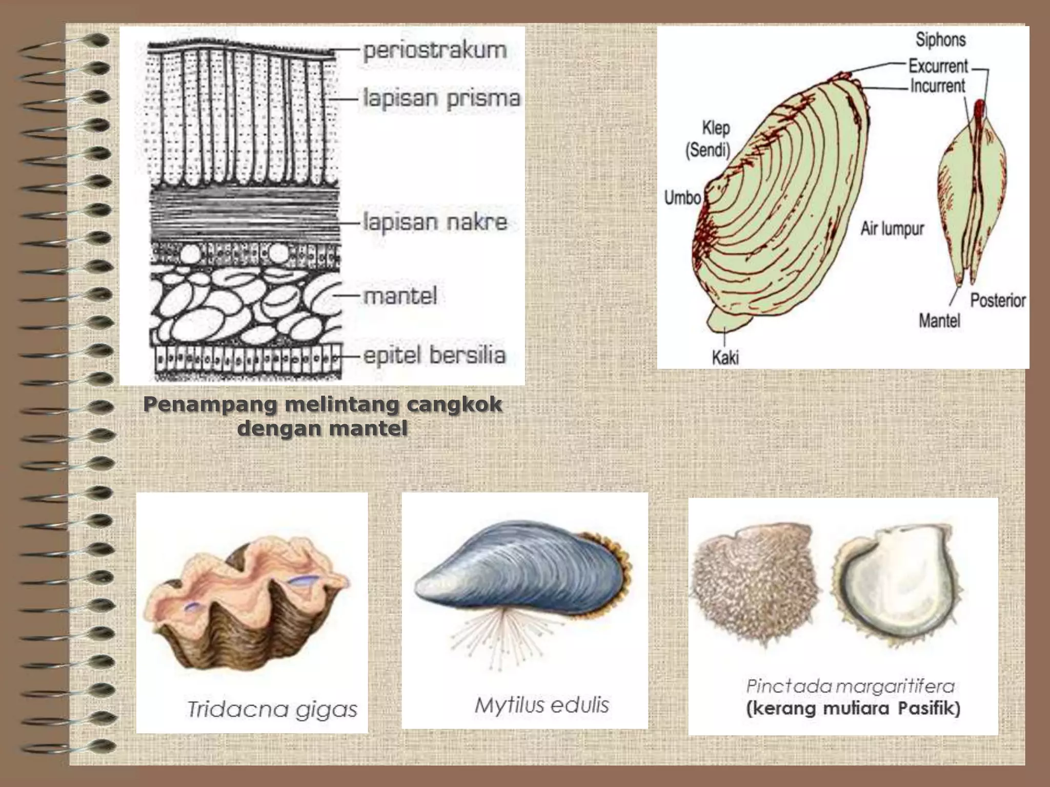 Biologi (molusca) | PPTX