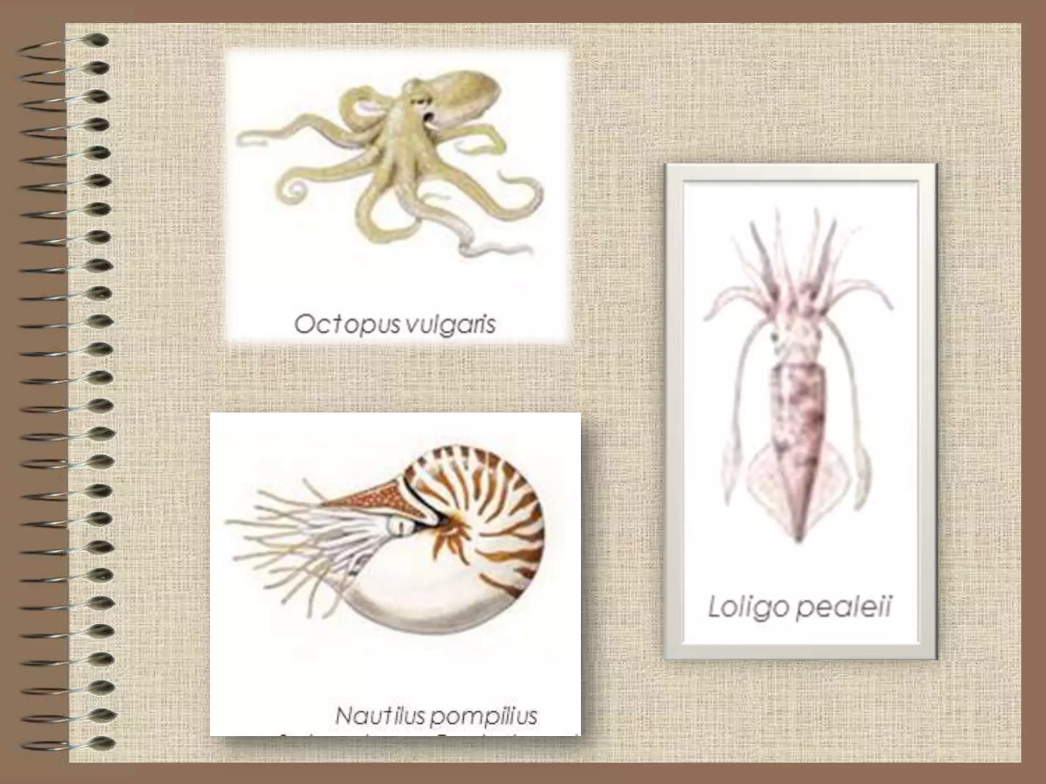 Biologi (molusca) | PPTX