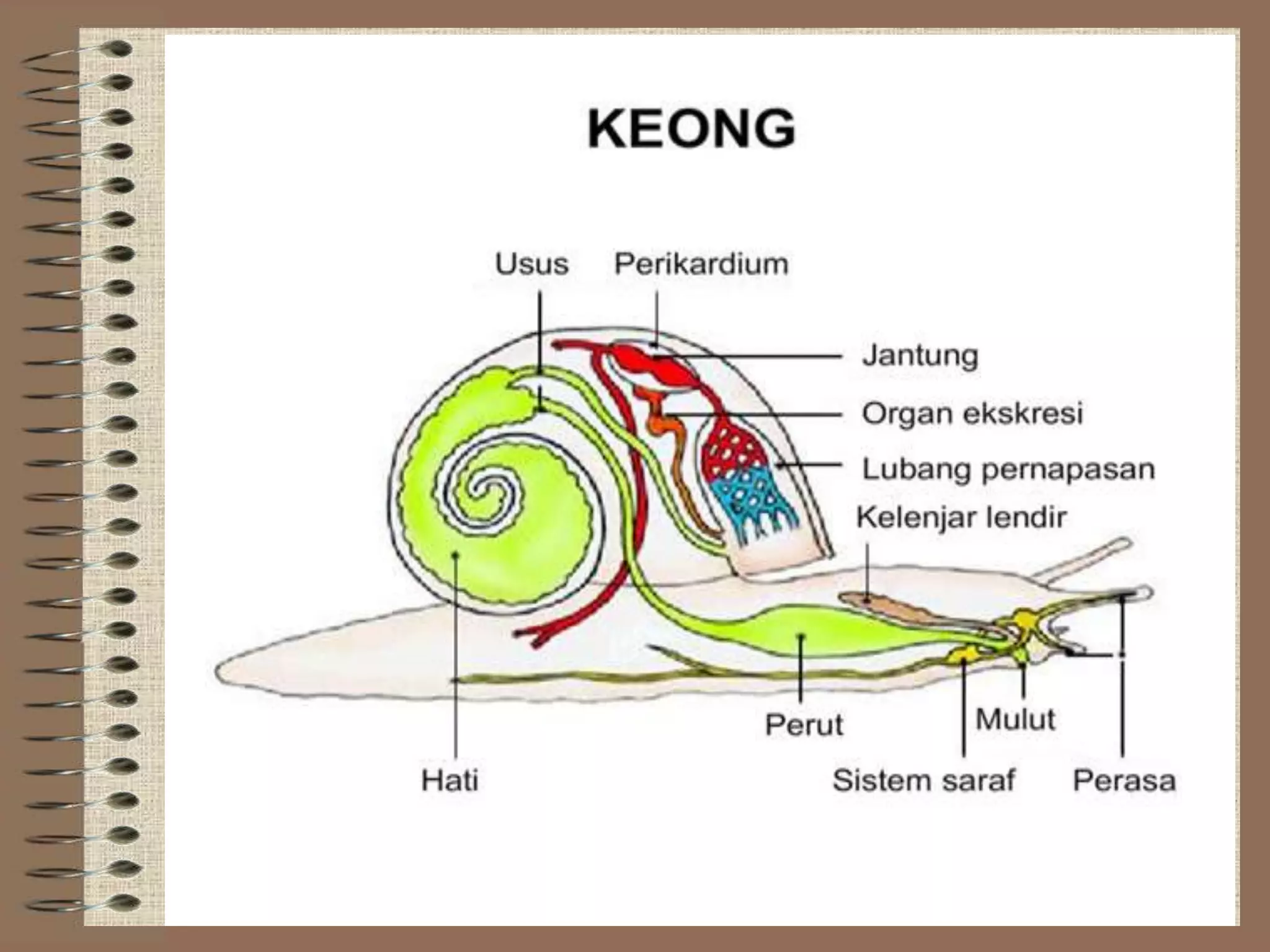 Biologi (molusca) | PPTX
