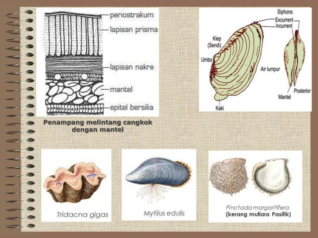 Biologi (molusca) | PPTX