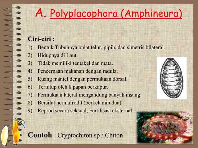 Biologi (molusca) | PPTX