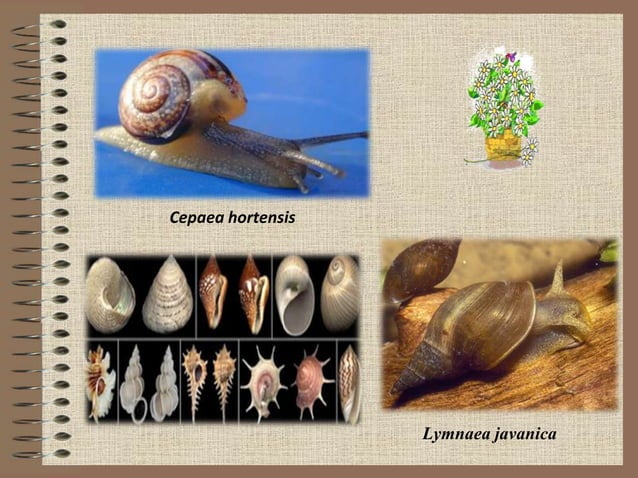 Biologi (molusca) | PPTX