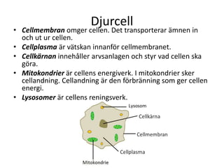 Lena Koinberg | Biologi: Cellen och arvet | PPTX