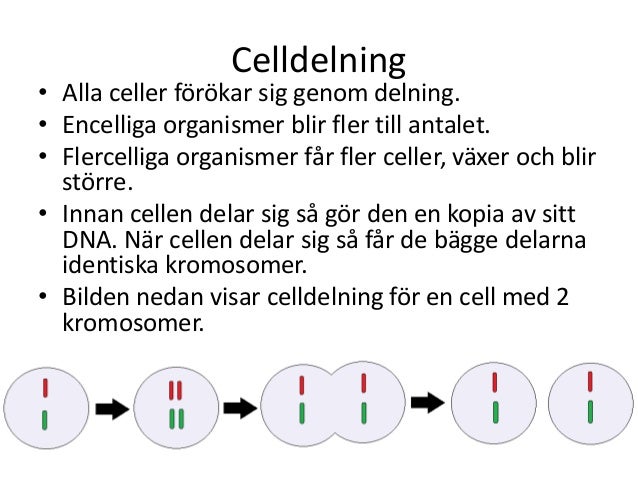 Biologi - Cellen och arvet