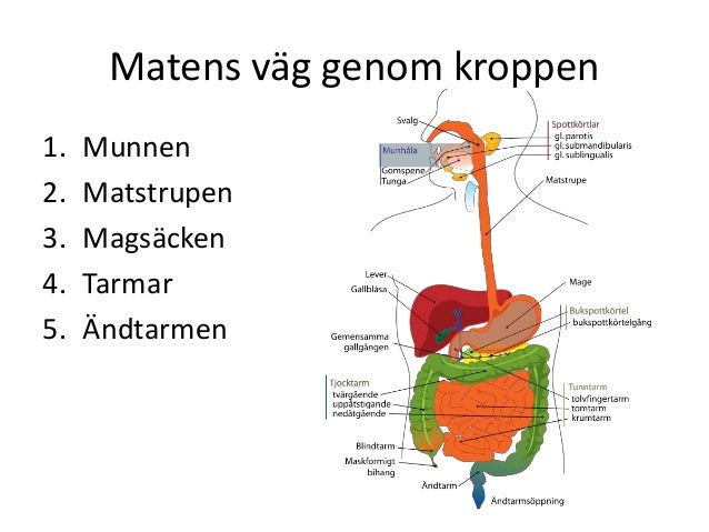 Biologi - Människan del 1