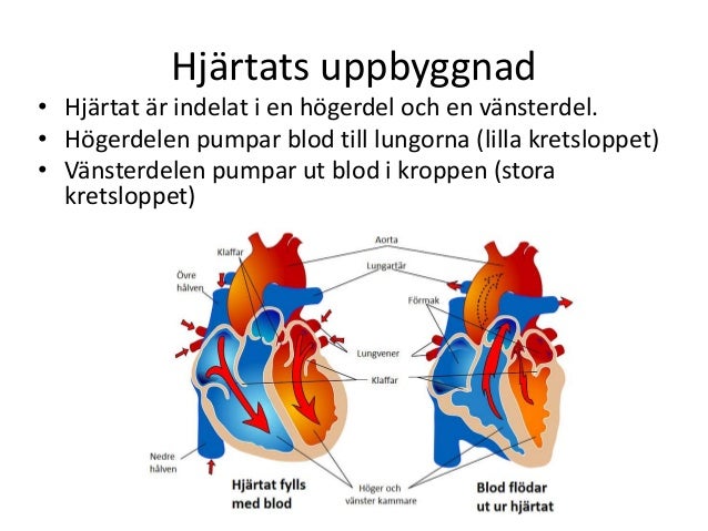 Biologi - Människan del 1