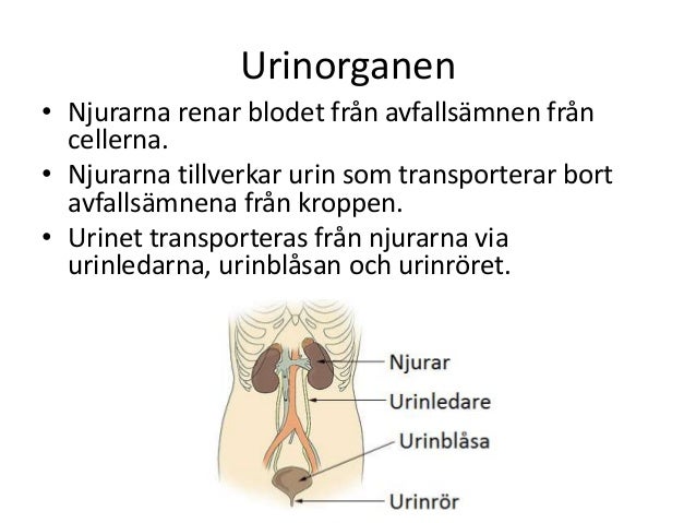 Biologi - Människan del 1