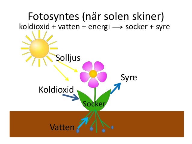 Biologi - Samspel