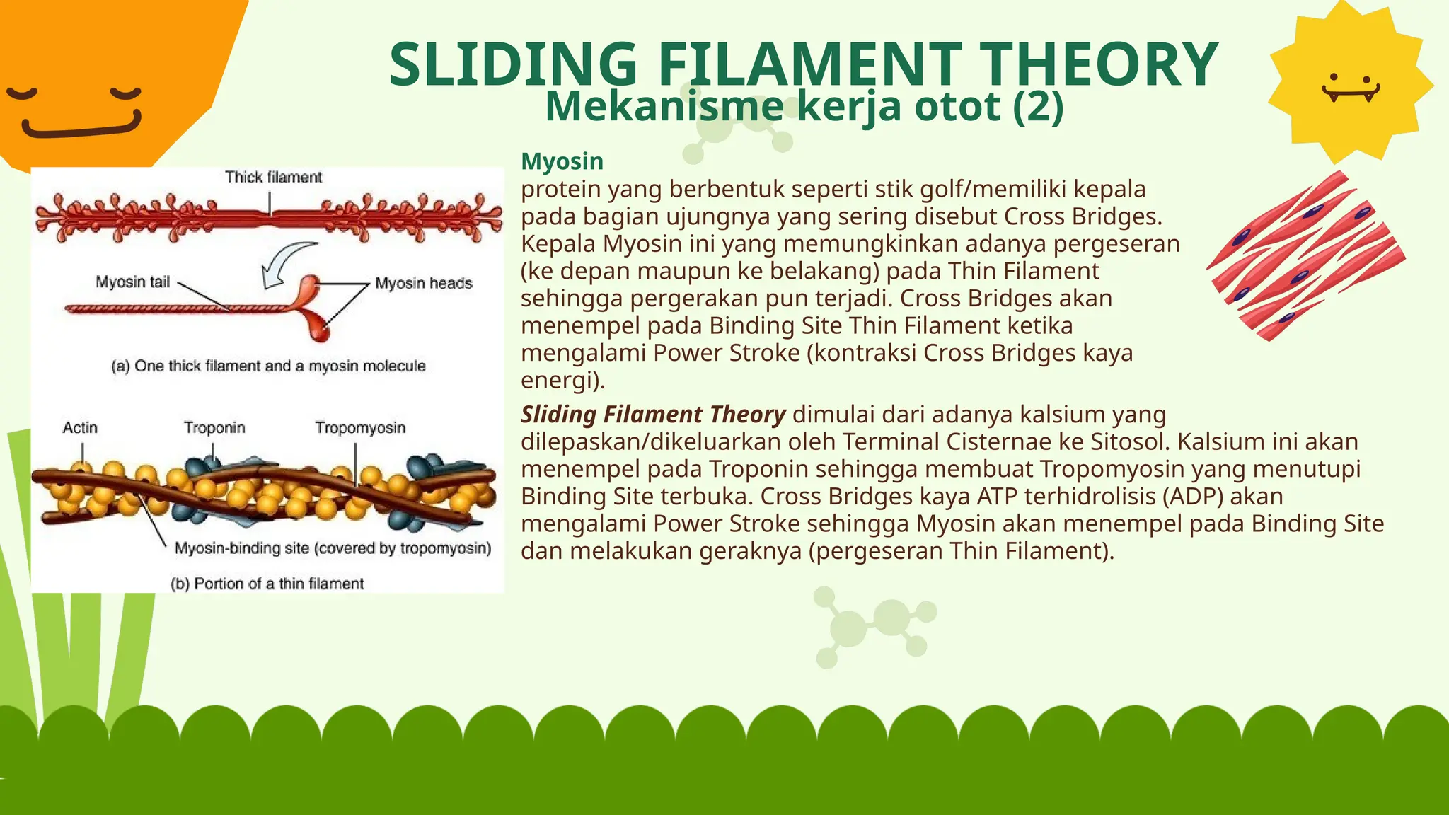 PRESENTATION ABOUT BIOLOGI OTOT RANGKA GROUP 2.pptx
