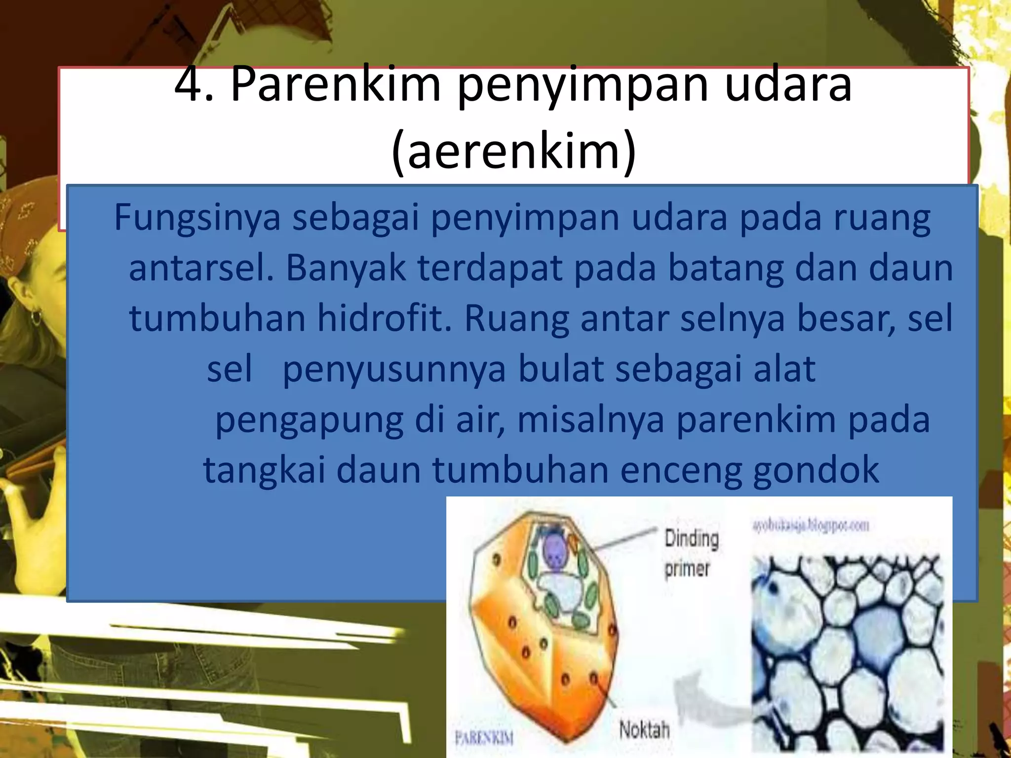 Jaringan Parenkim | PPTX