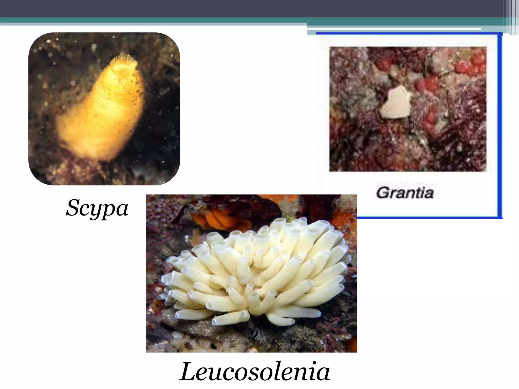Biologi poriferaaa | PPTX