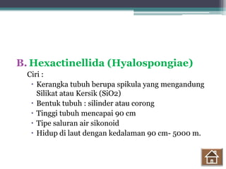 Biologi poriferaaa | PPTX