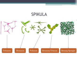 Biologi poriferaaa | PPTX