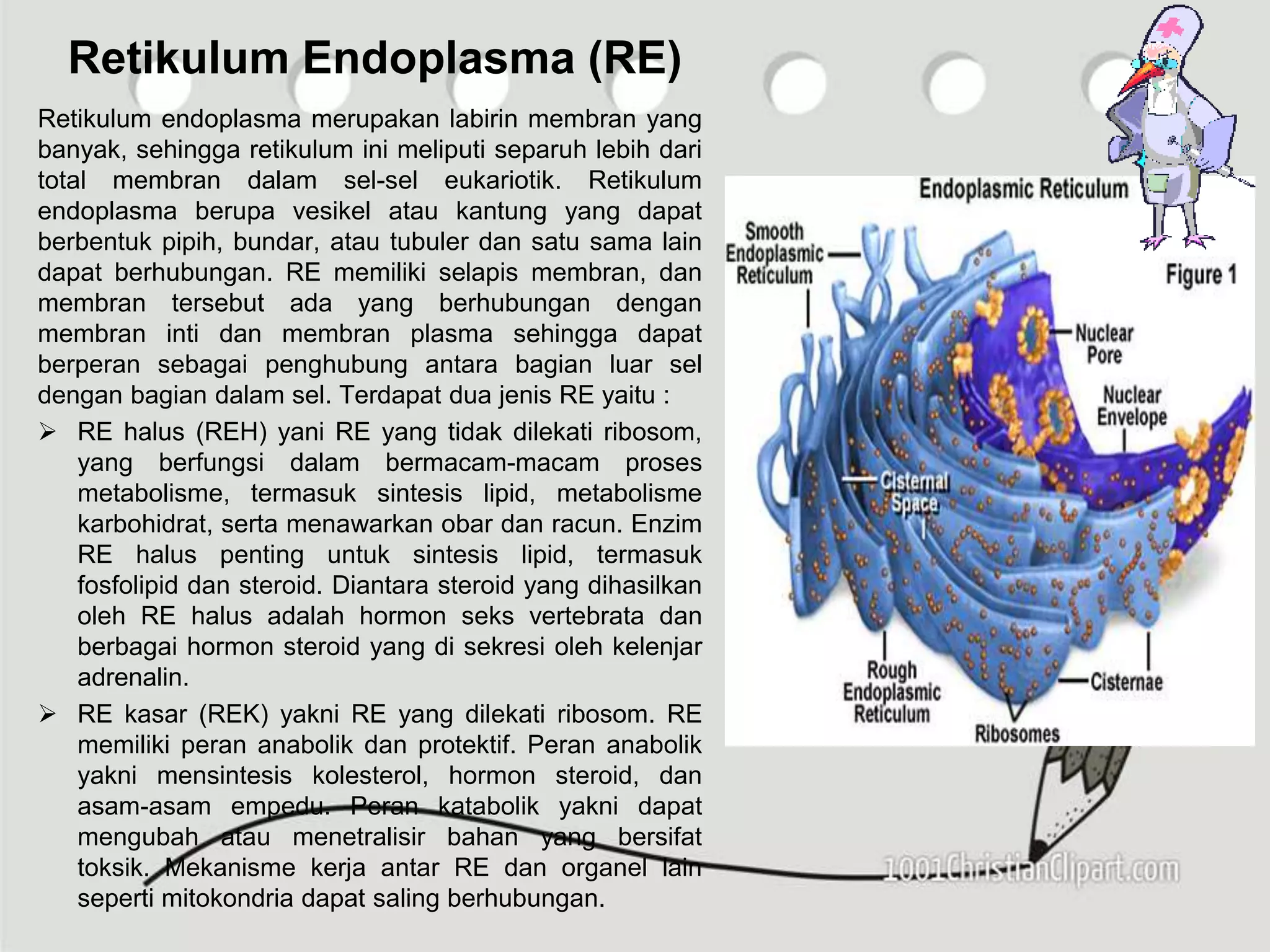 biologippselhewandantumbuhan-140206060013-phpapp01.pdf