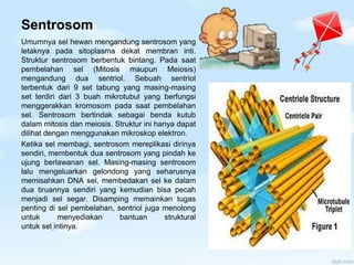 Biologi sel hewan dan tumbuhan ppt | PPTX