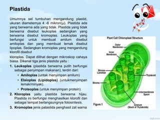 Biologi sel hewan dan tumbuhan ppt | PPTX