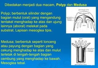 Biologi Filum Coelenterata | PPTX