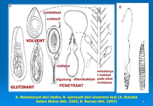 Biologi Filum Coelenterata | PPTX