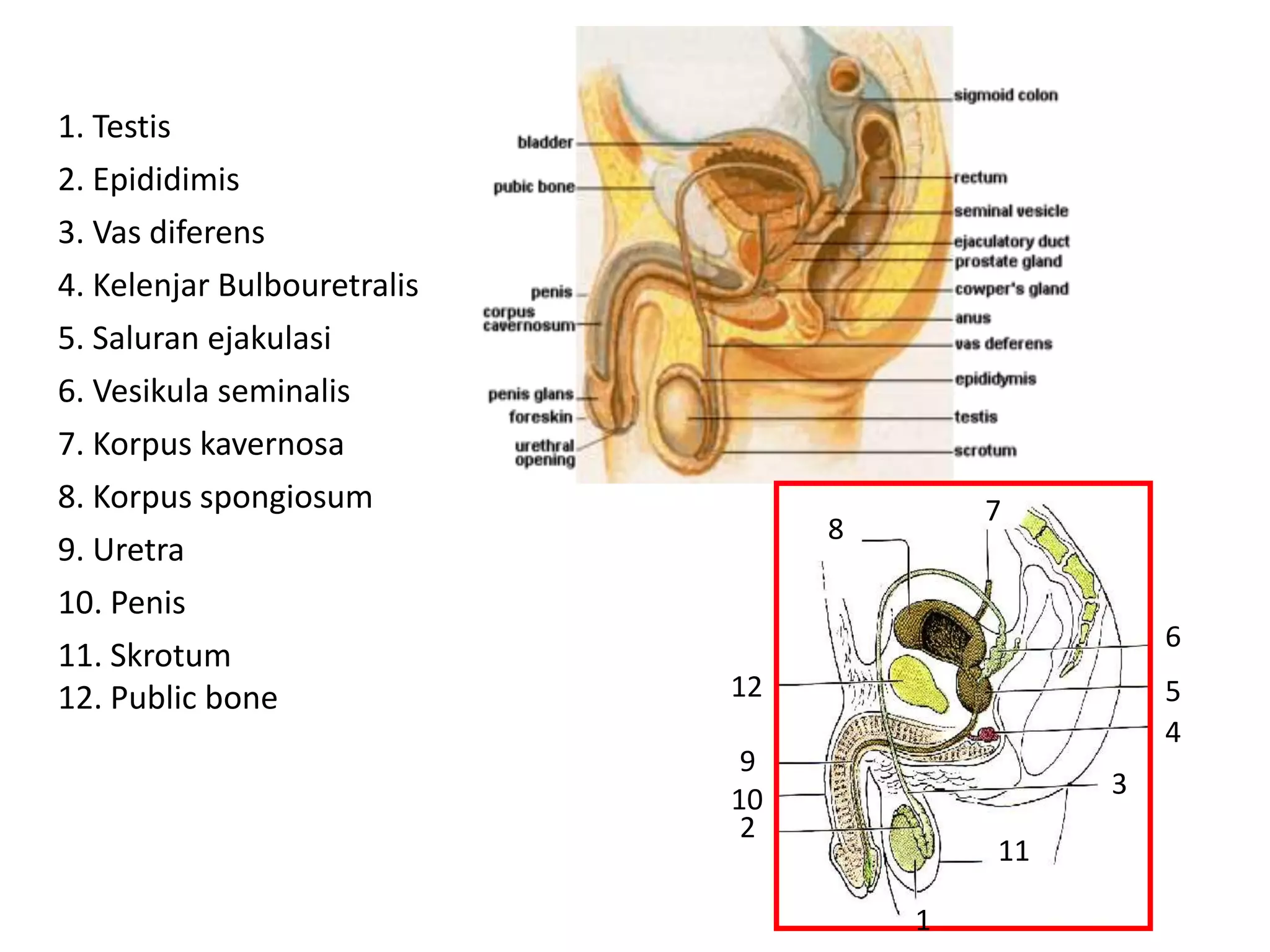 Biologi ppt nds reproduksi2 | PPT