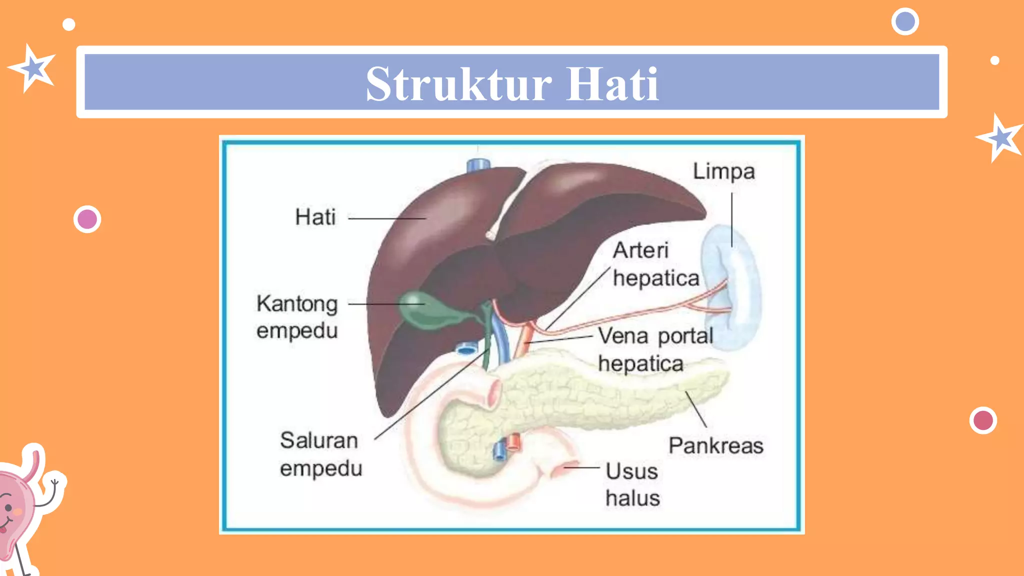 BIOLOGI PPT SISTEM EKSKRESI.pptx | Desktop Publishing | Computer ...