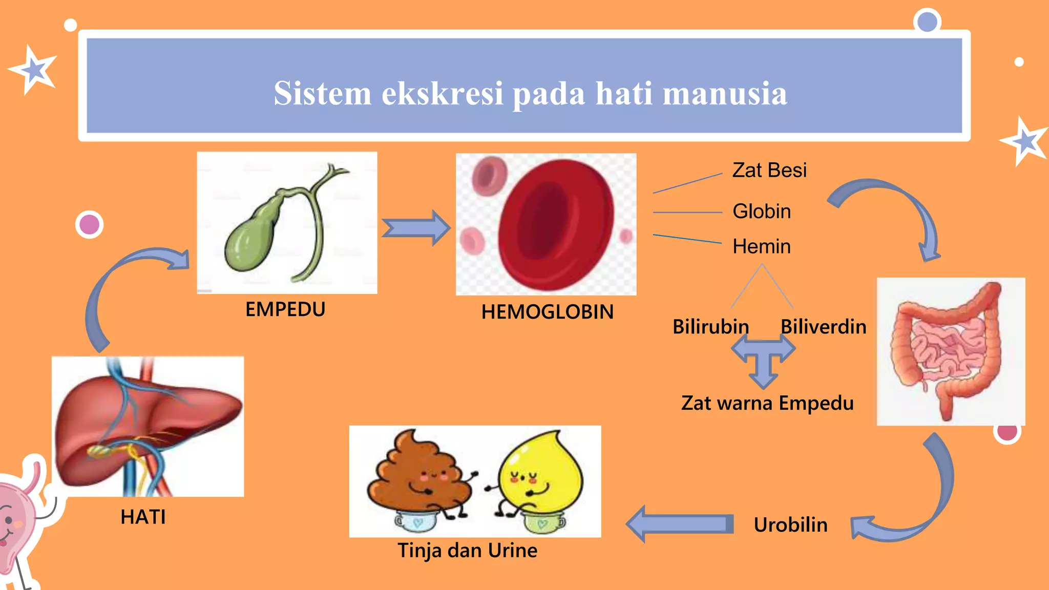 BIOLOGI PPT SISTEM EKSKRESI.pptx | Desktop Publishing | Computer ...