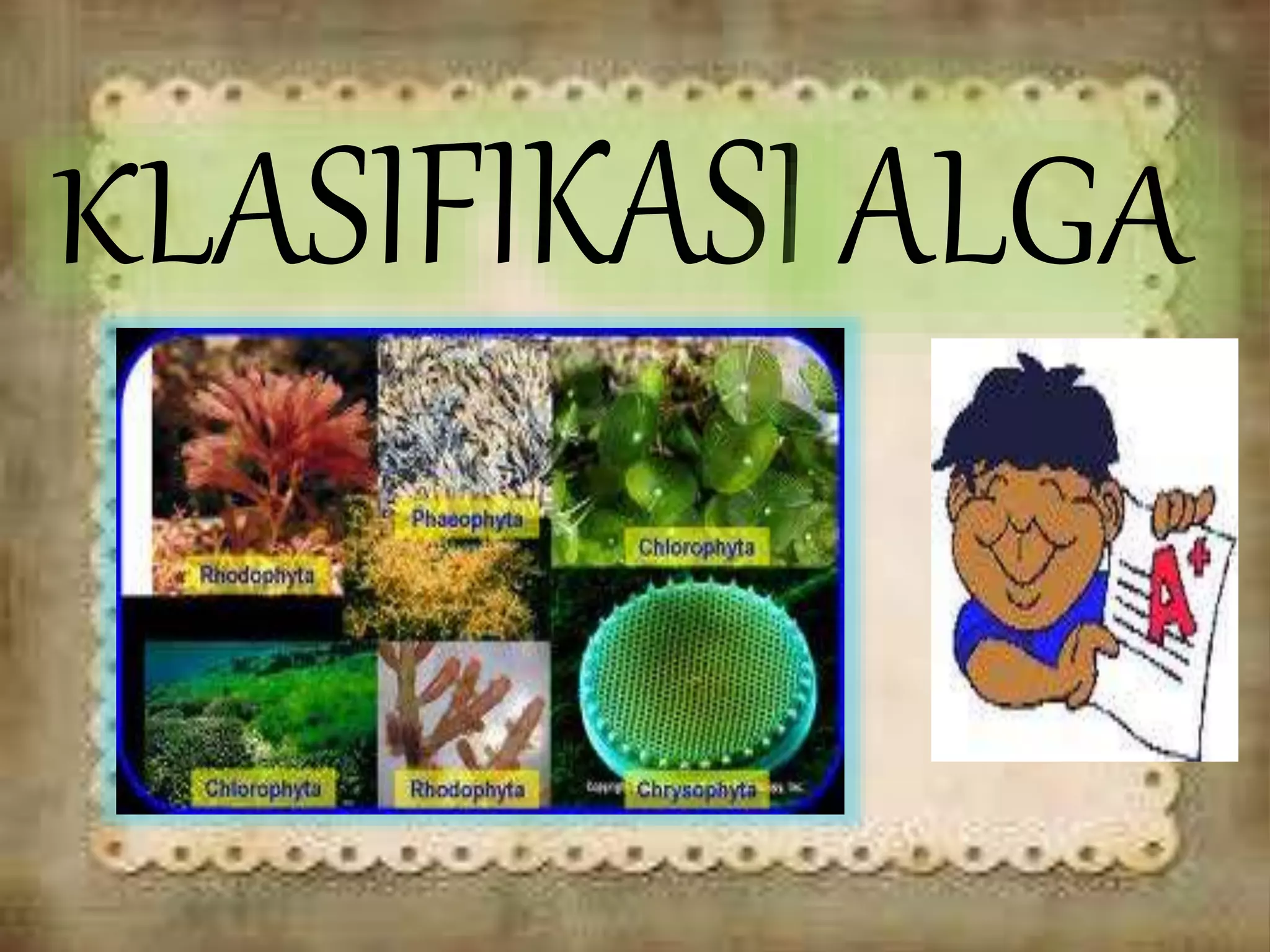 Biologi presentation (alga) | PPTX