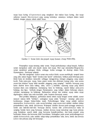 Biologi rayap | PDF