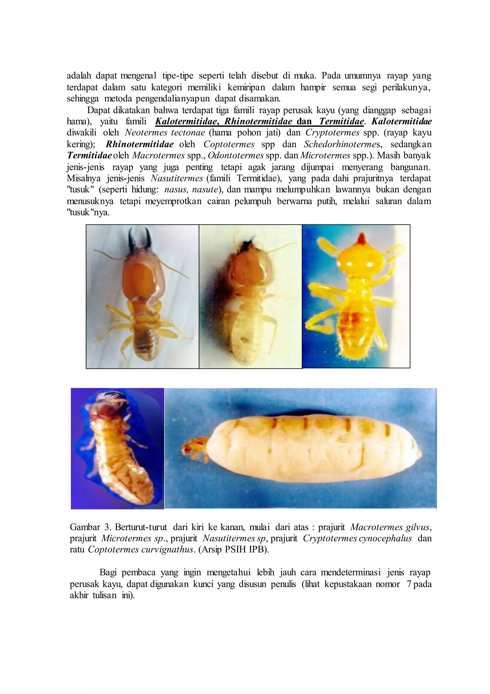 Biologi rayap | DOCX