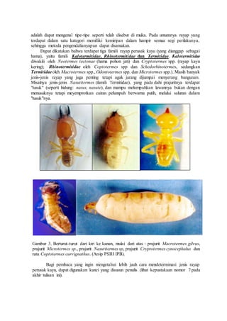 Biologi rayap | DOCX