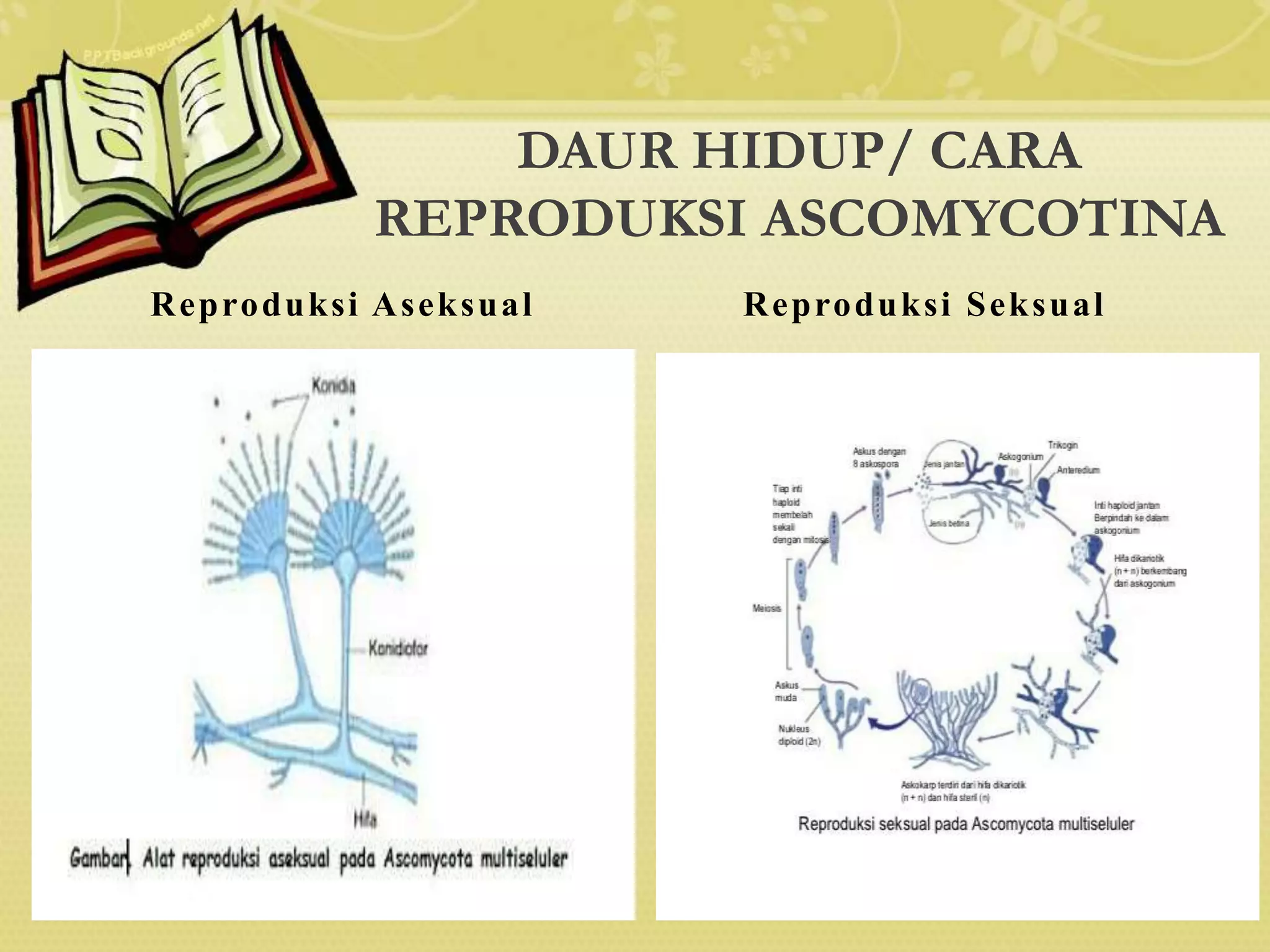 Biologi ASCOMYCOTINA bahasa Indonesia | PPT