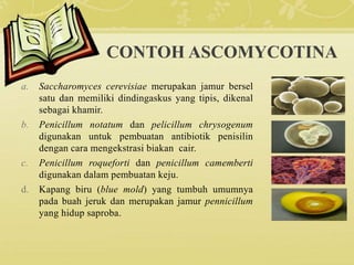 Biologi ASCOMYCOTINA bahasa Indonesia | PPT