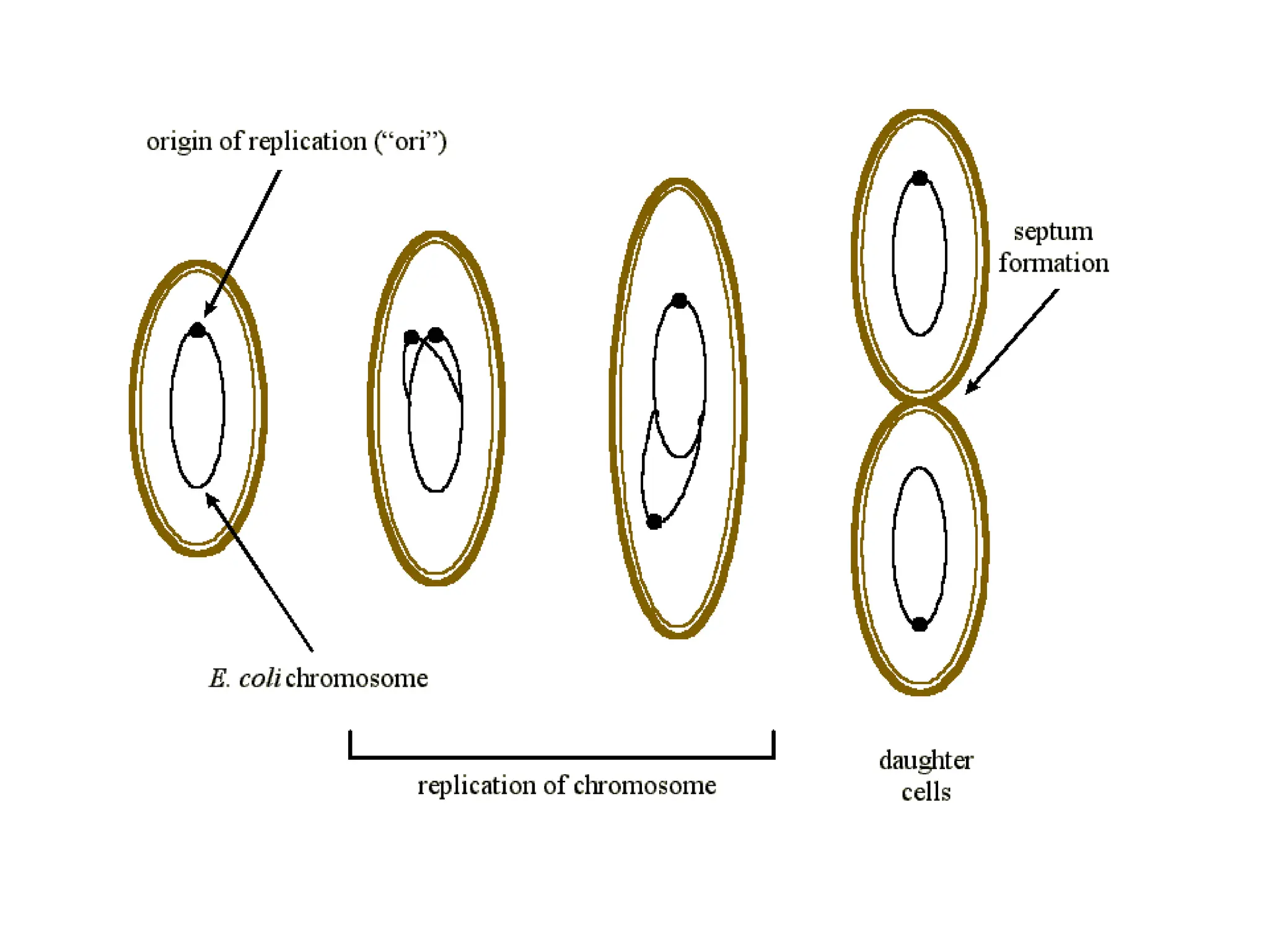 bioteknologiii tbp 122222222²22222222222 | PPT