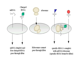 bioteknologiii tbp 122222222²22222222222 | PPT