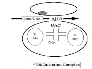 bioteknologiii tbp 122222222²22222222222 | PPT