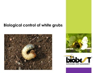 Biological control of white grubs | PPT